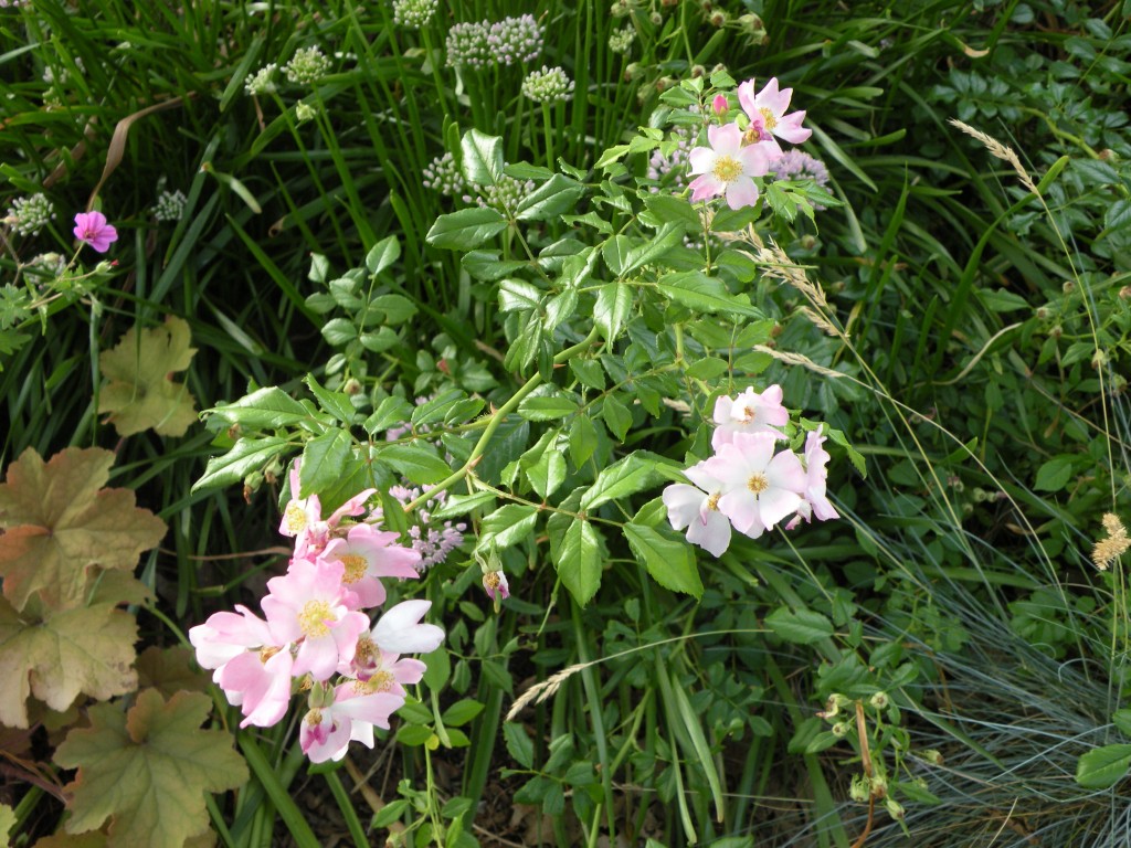 Groundcover Roses | Bobbie's Green Thumb