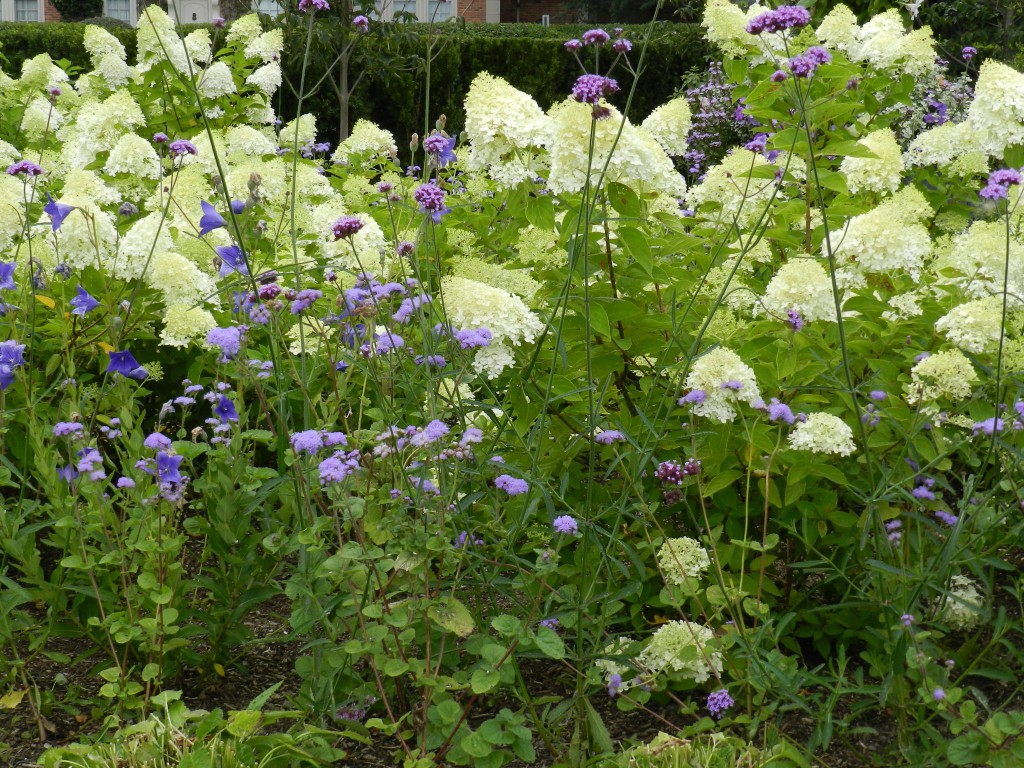 A Fall Star: Verbena bonariensis | Bobbie's Green Thumb