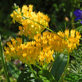 Butterfly Magnet: Asclepias | Bobbie's Green Thumb