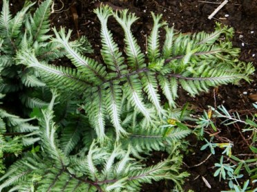 Athyrium niponicum ‘Pictum’ and Its Relatives | Bobbie's Green Thumb