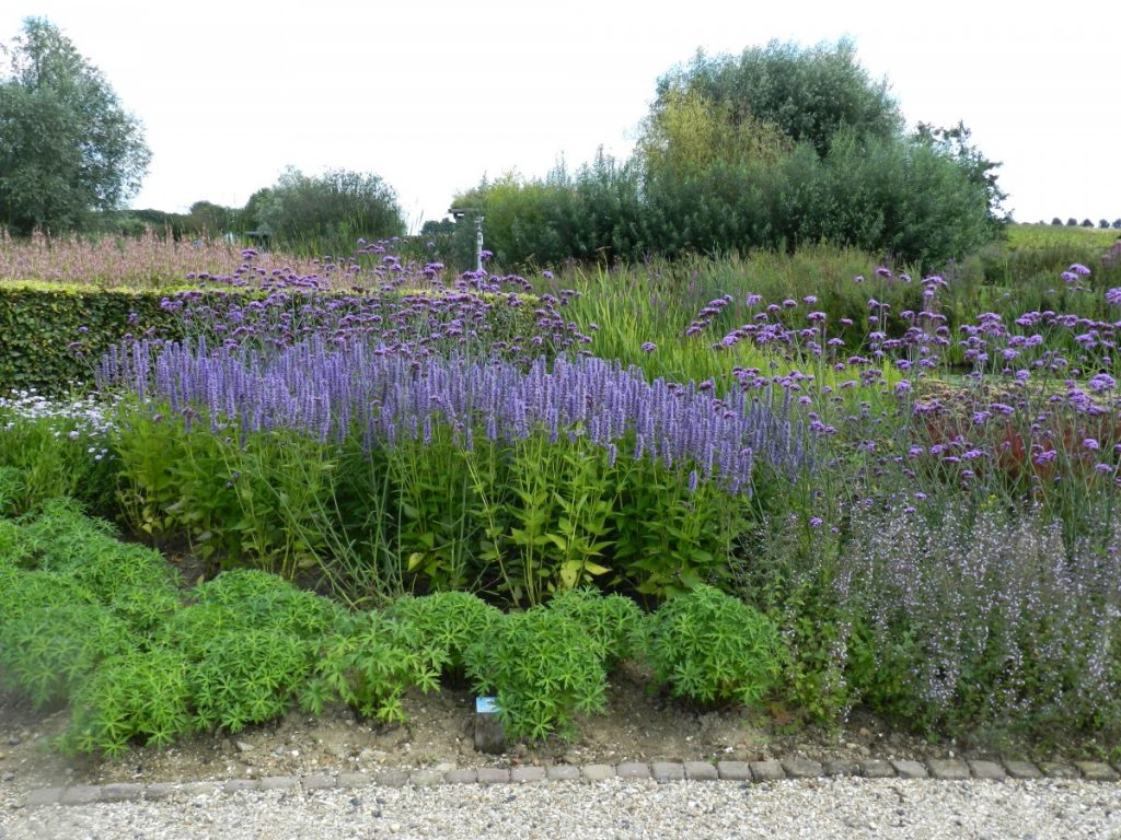 Want to Attract Pollinators? Plant Agastache | Bobbie's Green Thumb