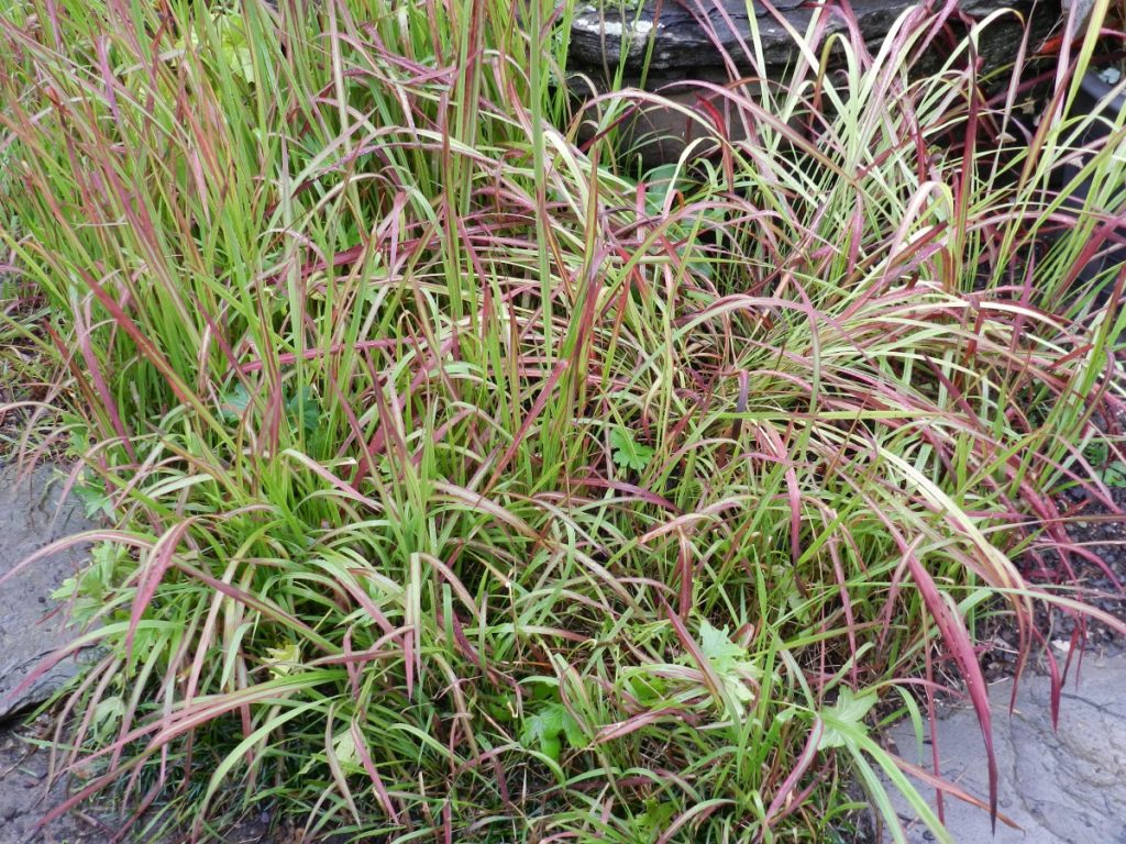 Fall Color with Perennial Foliage | Bobbie's Green Thumb