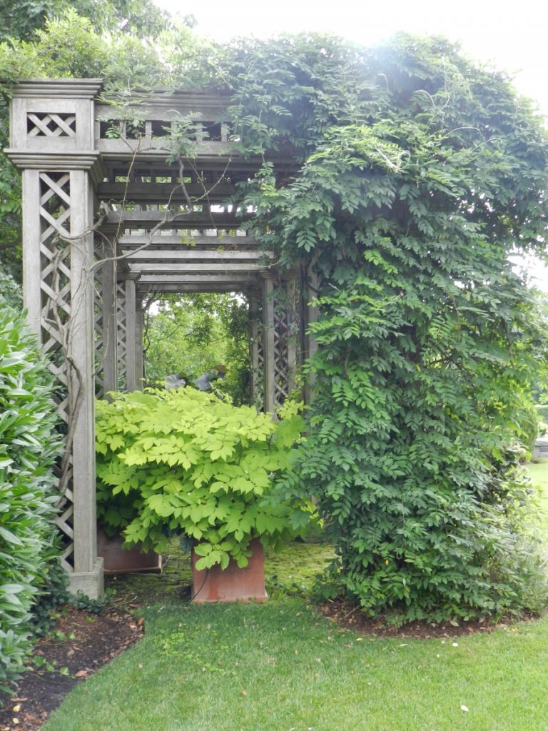 Aralia cordata 'Sun King' | Bobbie's Green Thumb