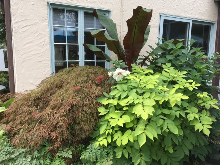 Aralia cordata 'Sun King' | Bobbie's Green Thumb