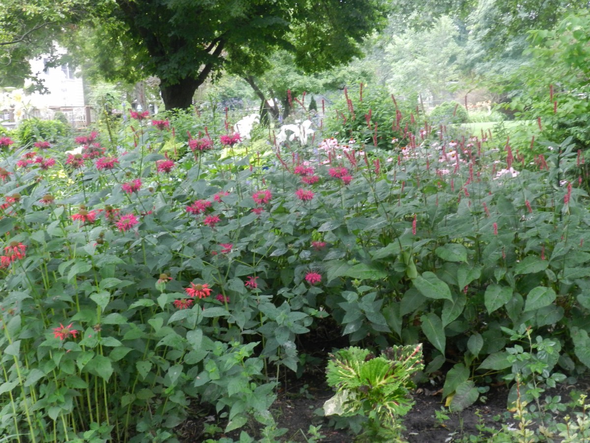 Monarda (Beebalm) | Bobbie's Green Thumb