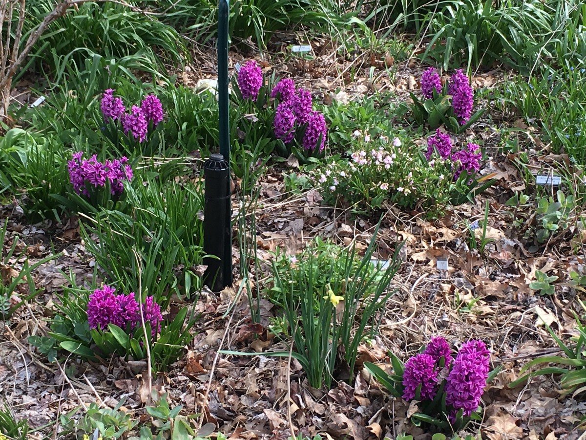 Fireworks | Bobbie's Green Thumb