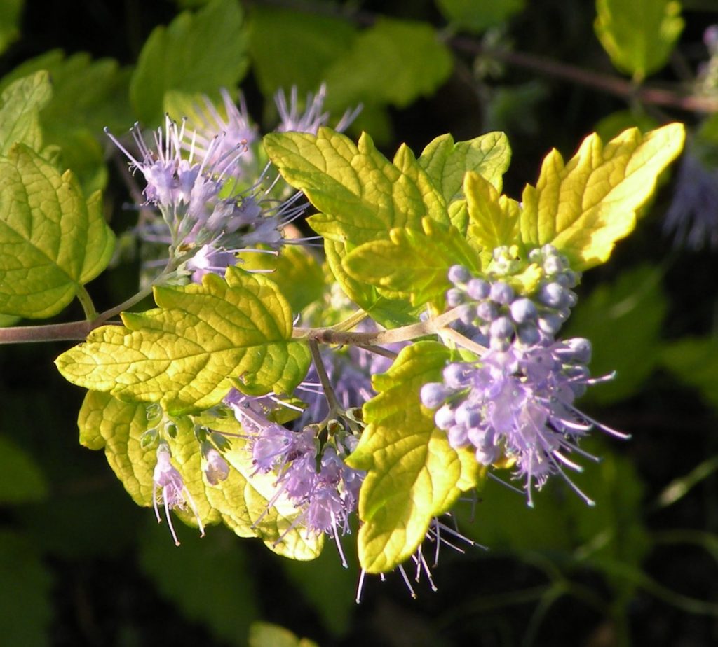 Flowering Shrubs for the Perennial Garden | Bobbie's Green Thumb