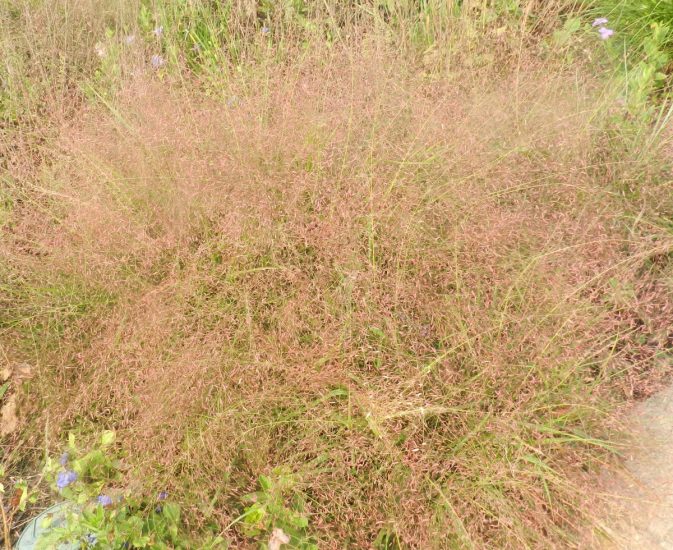 Eragrostis spectabilis-Purple Love Grass | Bobbie's Green Thumb