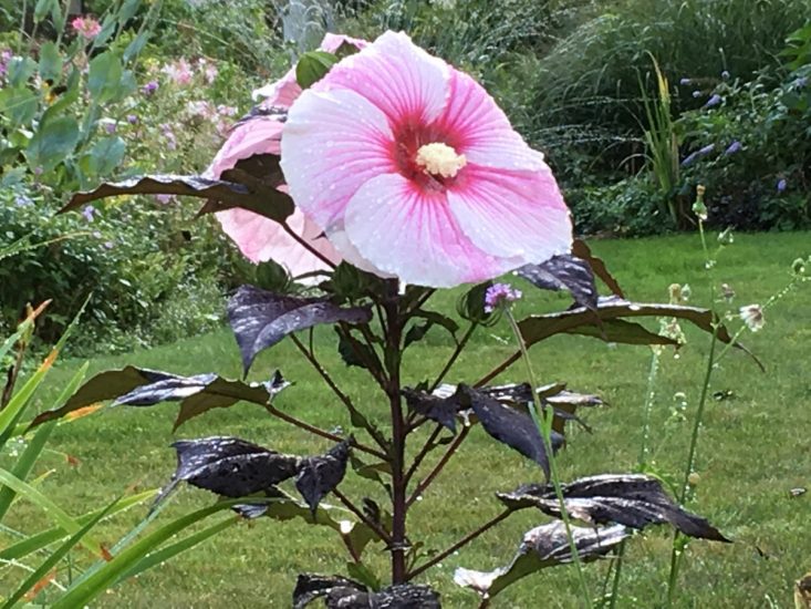 Do You Know Your Hibiscus? | Bobbie's Green Thumb