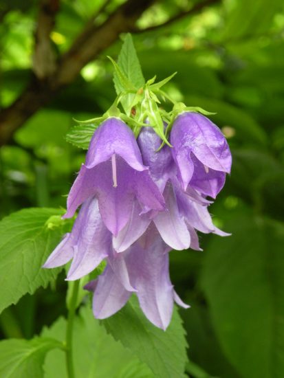 Campanula punctata – Spotted Bellflower | Bobbie's Green Thumb