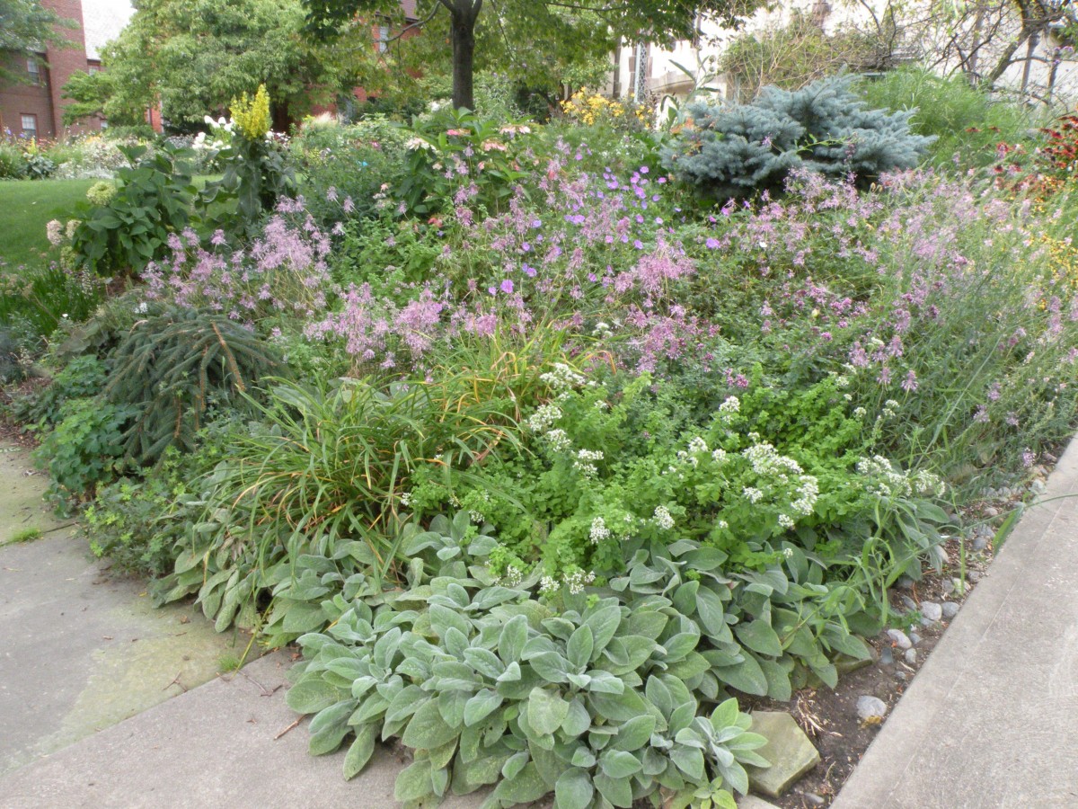 Herbs for the Perennial Garden | Bobbie's Green Thumb