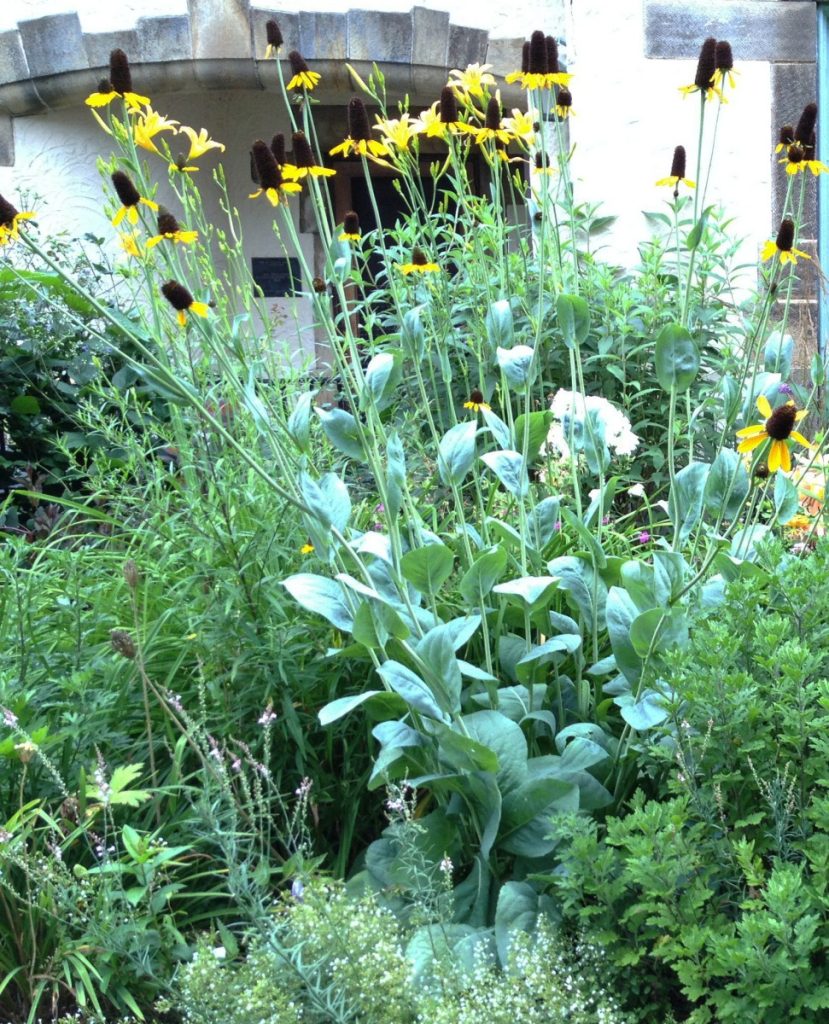High Performance, Low Maintenance Perennials for Sun | Bobbie's Green Thumb